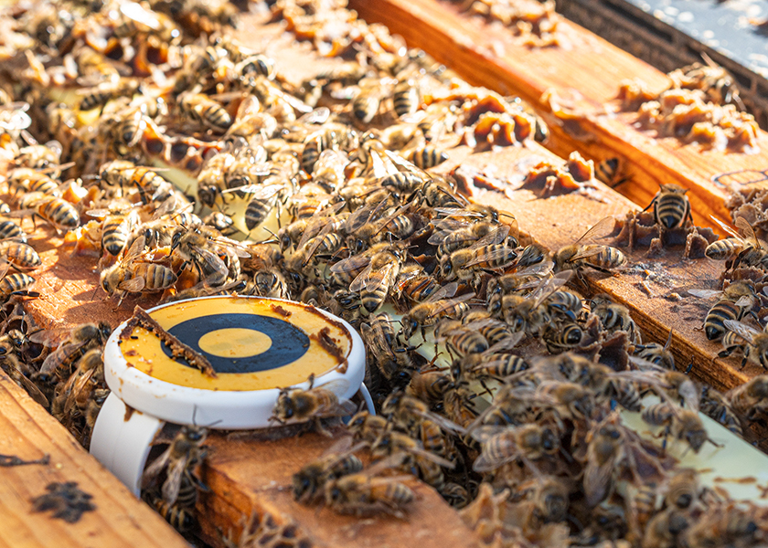BeeHero’s precision pollination platform provides growers real-time data | The Packer